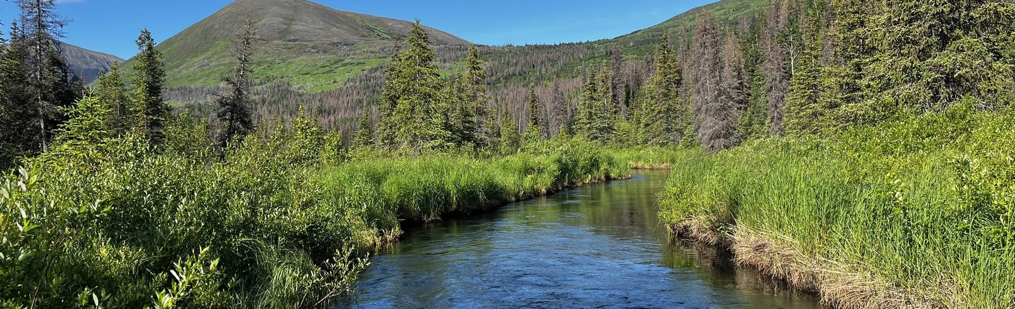 Resurrection Pass Trail: 193 Reviews, Map - Alaska | AllTrails