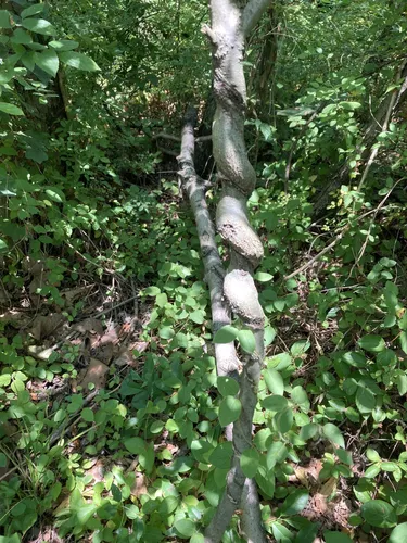 Best Hikes and Trails in Howell Park and Wetlands | AllTrails