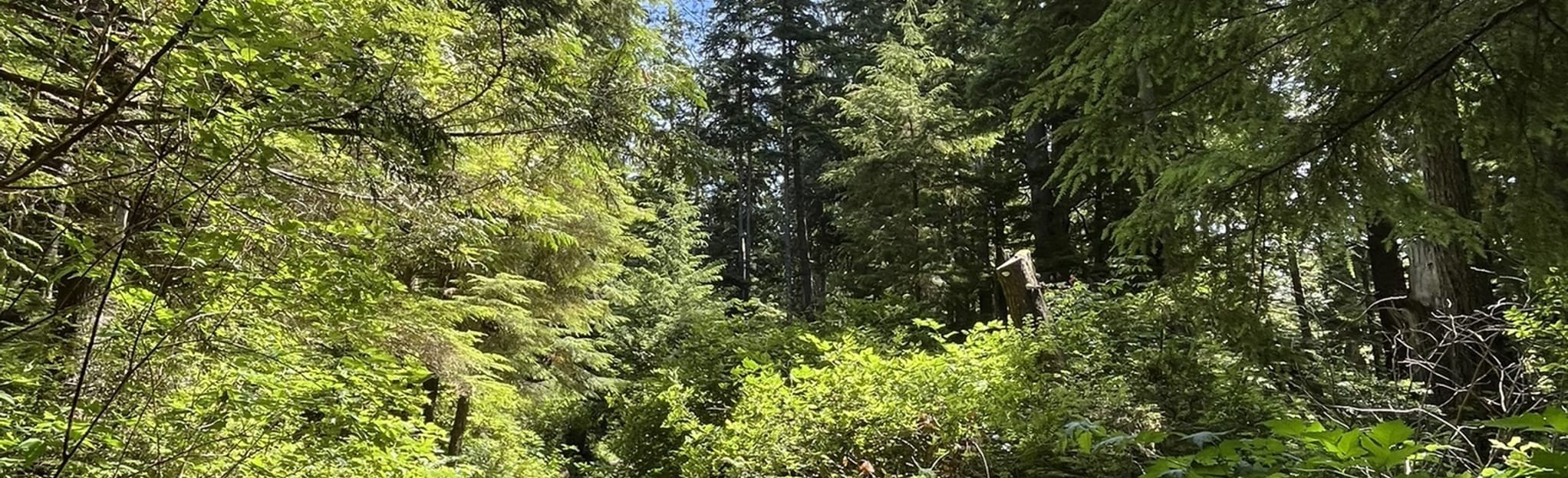 Big Cedar Tree Trail, Washington - 177 Reviews, Map | AllTrails