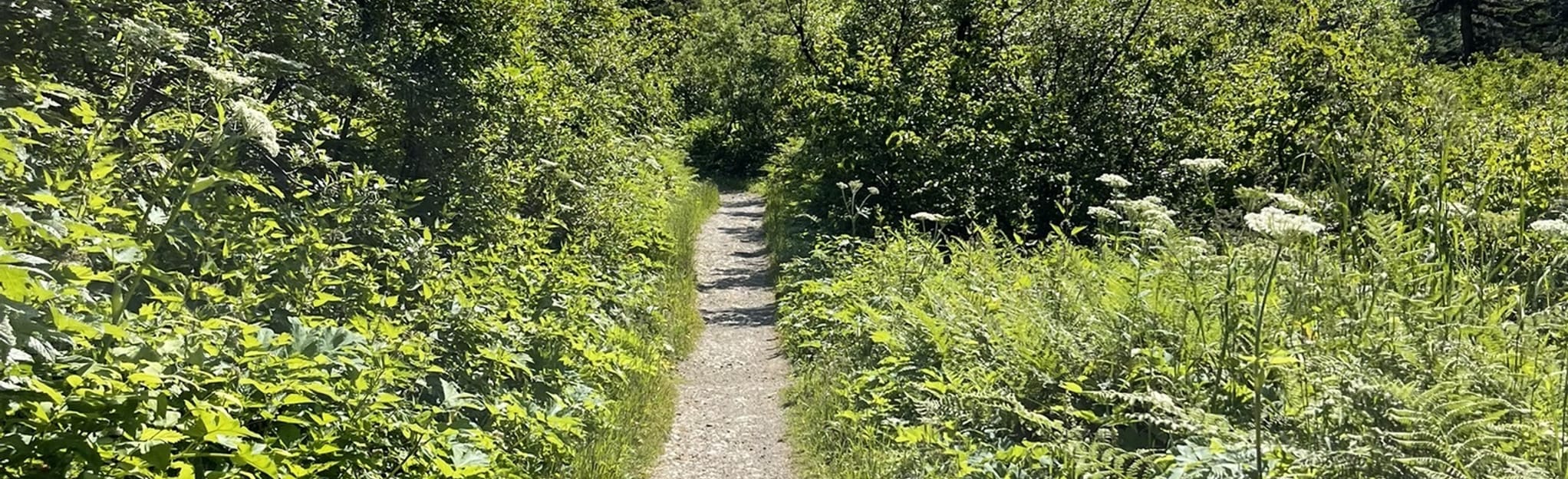 Perseverance Trail to Silverbow Basin and Lurvey Creek, Alaska - 327 ...