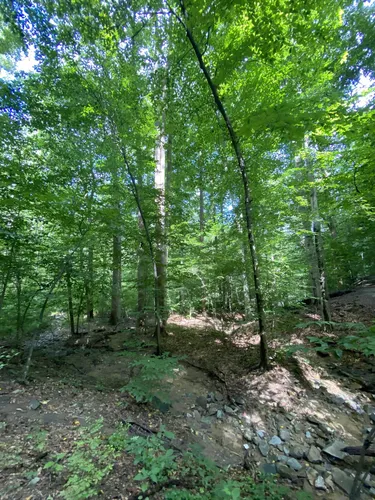 Best Hikes and Trails in Cabin John Regional Park | AllTrails