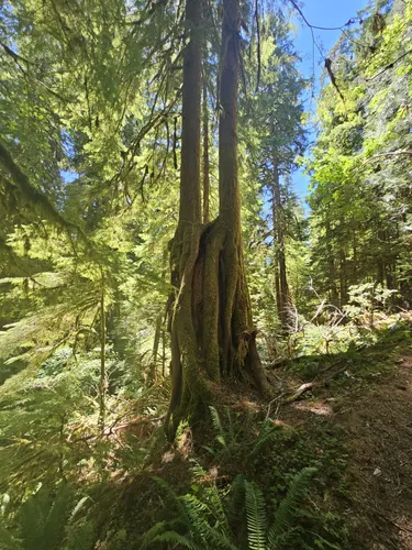 Best Hikes and Trails in Myrtle Point | AllTrails