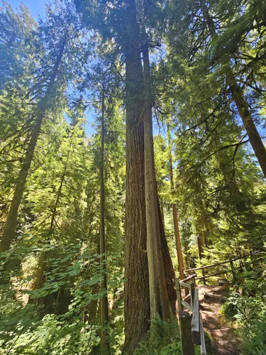 Best Hikes and Trails in Myrtle Point | AllTrails