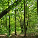 Mazeppa Park Trail, North Carolina - 418 Reviews, Map | AllTrails