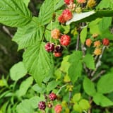 New Fane Trail , Wisconsin - 410 Reviews, Map | AllTrails