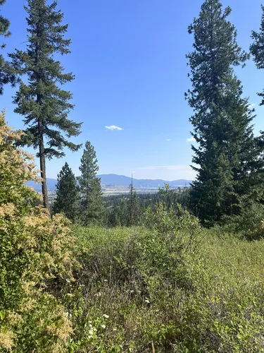 2023 Best Forest Trails in Otis Orchards-East Farms | AllTrails