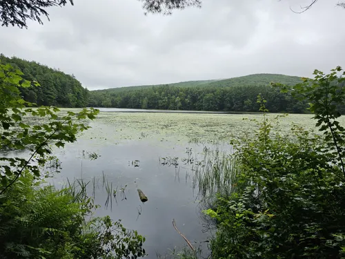 10 Best Hikes and Trails in Mount Toby State Forest | AllTrails