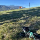 Long Gully Track Loop, Victoria, Australia - 58 Reviews, Map | AllTrails