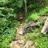 Cedar Run Falls Trail, Virginia - 474 Reviews, Map | AllTrails