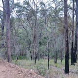 Spotted Gum Circuit, Queensland, Australia - 203 Reviews, Map | AllTrails