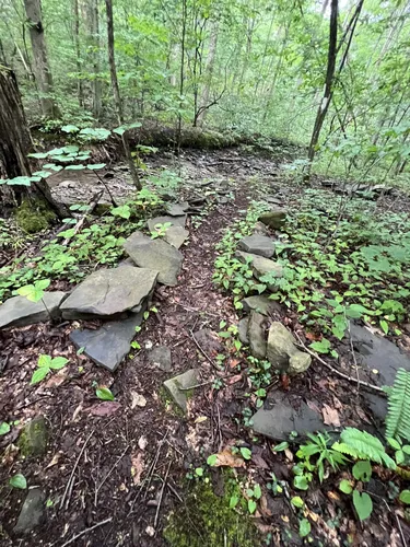 Bush Hill State Forest: de beste routes om te wandelen | AllTrails