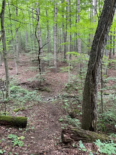 Bush Hill State Forest: de beste routes om te wandelen | AllTrails