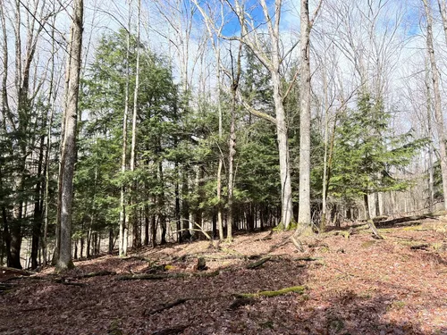 Best Hikes and Trails in Bush Hill State Forest | AllTrails