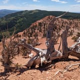 Twisted Forest, Utah - 158 Reviews, Map | AllTrails