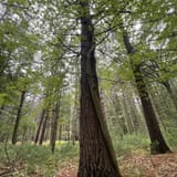 Dow Gardens Canopy Walk, Michigan - 138 Reviews, Map | AllTrails