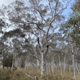 Mount Jerrabomberra, New South Wales, Australia - 186 Reviews, Map ...