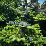 The Northern Presidentials via Appalachian Trail, New Hampshire - 73 ...