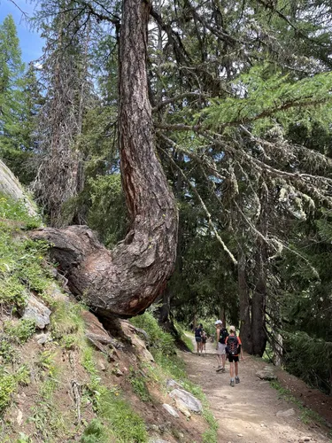 2023 Best Forest Trails in Ferden | AllTrails