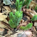 Barnes Camp Loop, Vermont - 456 Reviews, Map | AllTrails