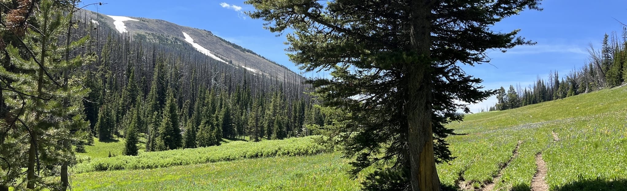 Kitty Creek Trail to Flora Lake: 3 Reviews, Map - Wyoming | AllTrails