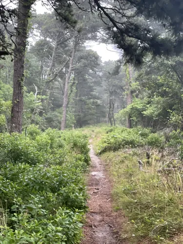 Best Hikes and Trails in Nantucket State Forest | AllTrails