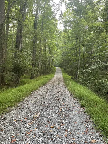 Best Hikes and Trails in Duke Forest | AllTrails