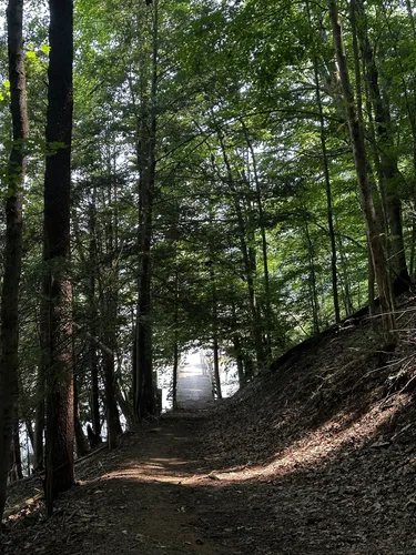 2023 Best Forest Trails in Steele Creek Park | AllTrails