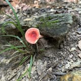 Bridge Loop Trail and Lake Loop Trail, Georgia - 840 Reviews, Map ...