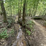 Bridge Loop Trail and Lake Loop Trail, Georgia - 840 Reviews, Map ...