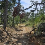 Huckleberry Hill Loop Trail, California - 759 Reviews, Map | AllTrails