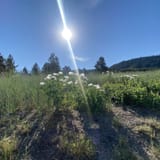 Columbine Open Space, Colorado - 125 Reviews, Map | AllTrails