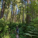 Irely Lake Trail, Washington - 125 Reviews, Map | AllTrails