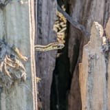 Irely Lake Trail, Washington - 125 Reviews, Map | AllTrails