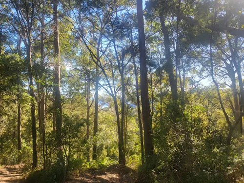 2023 Best Views Trails in Numinbah Valley | AllTrails