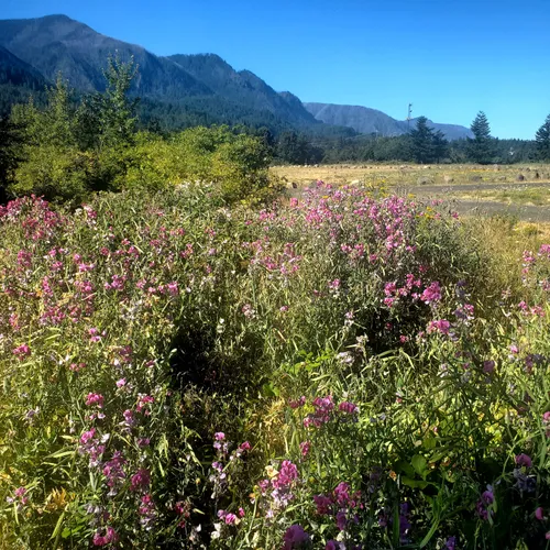 Best Hikes and Trails in Cascade Locks easyCLIMB trailhead | AllTrails
