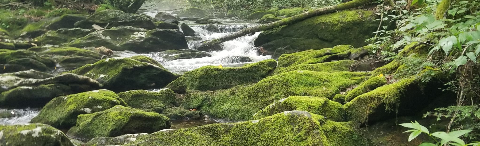 Timber Ridge Trail, North Carolina - 13 Reviews, Map | AllTrails