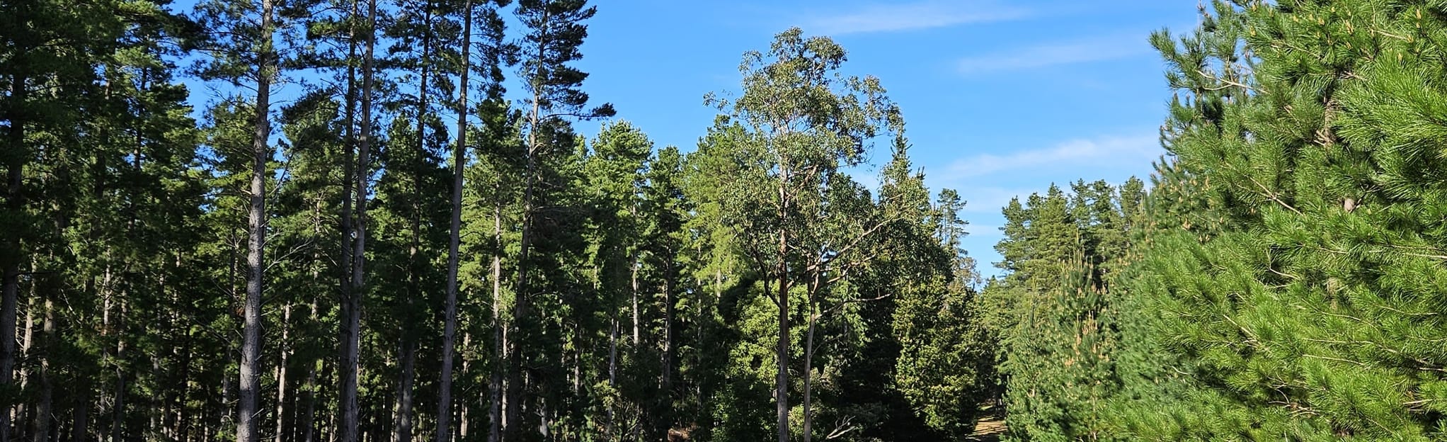 Kuitpo Forest 2019 24km, South Australia, Australia - 14 Reviews, Map ...