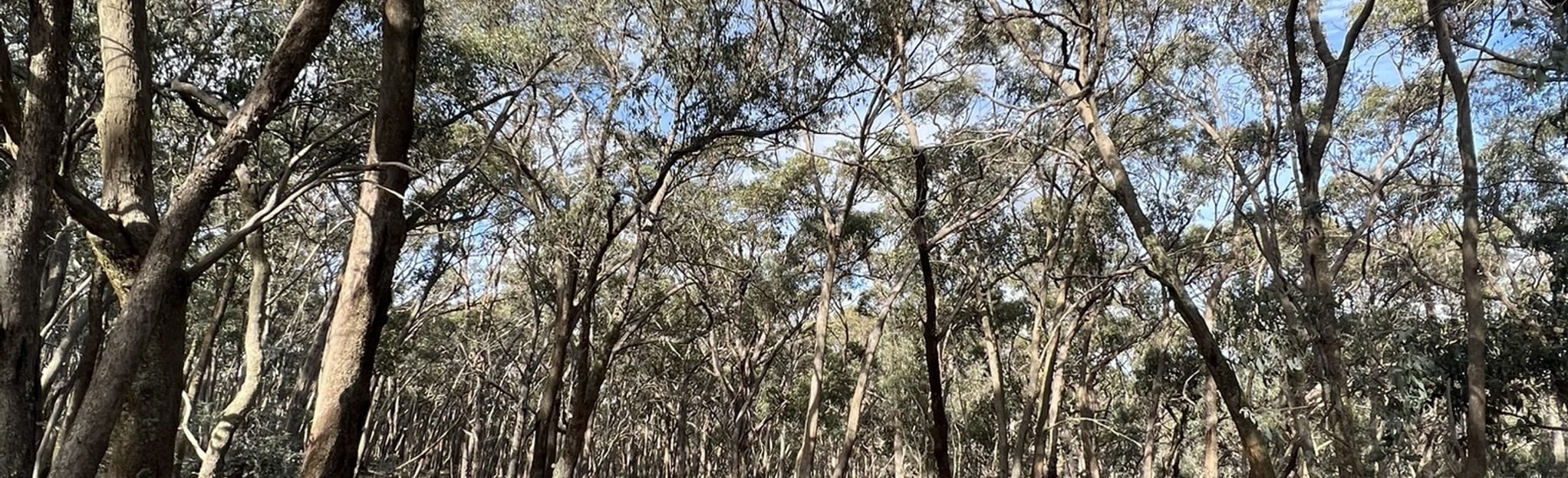 The Triangle via Dry Diggings Track, Victoria, Australia - 53 Reviews ...