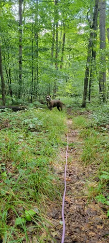 Best Hikes and Trails in Bush Hill State Forest | AllTrails