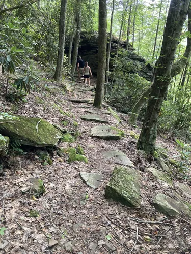 Best Hikes and Trails in Obed Wild and Scenic River | AllTrails