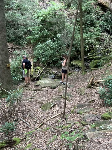 Best Hikes and Trails in Obed Wild and Scenic River | AllTrails