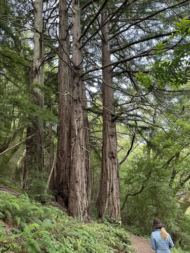 Best Hikes and Trails in Indian Tree Open Space Preserve | AllTrails