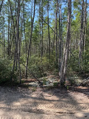 2023 Best 10 Off Road Driving Trails in Florida | AllTrails