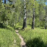 Cinnamon Mountain Trail, Montana - 231 Reviews, Map | AllTrails