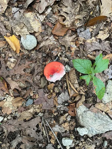 Best Hikes and Trails in Mianus River State Park | AllTrails