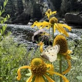 Gill Trail, Colorado - 302 Reviews, Map | AllTrails