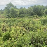 Neabsco Creek Boardwalk, Virginia - 887 Reviews, Map | AllTrails