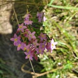 Ledgeview Extended Loop, British Columbia, Canada - 168 Reviews, Map ...