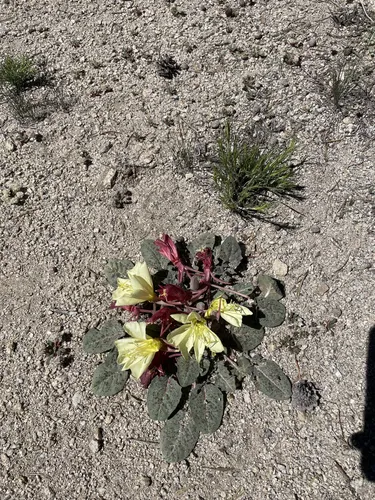 Best Hot Springs Trails in Lone Pine | AllTrails