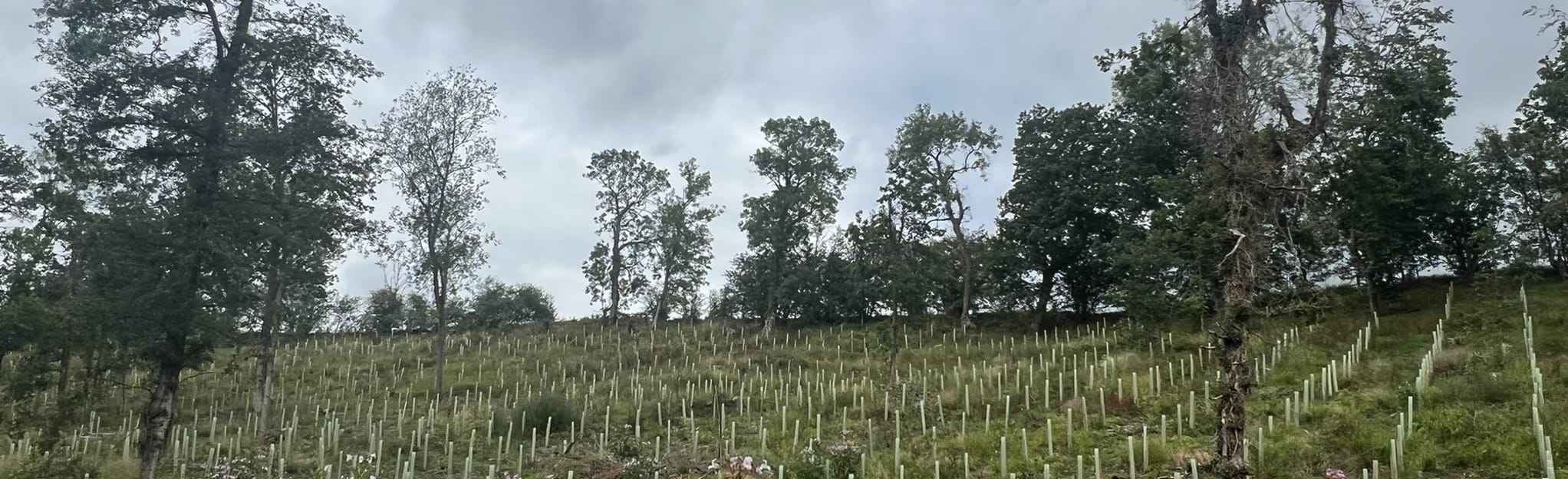 Chiddingfold to Dunsfold Circular, Surrey, England - 17 Reviews, Map ...